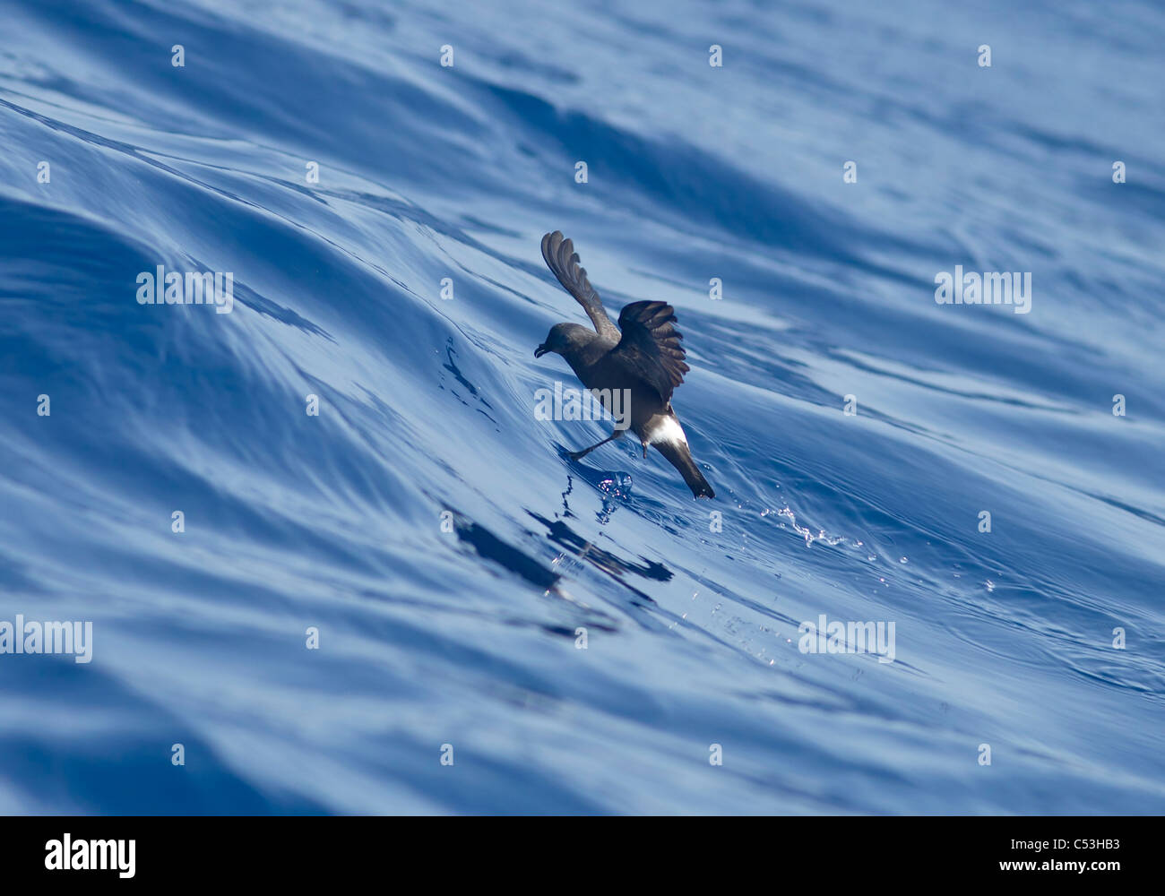 Maderian storm petrel also called band rumped storm petrel Oceanodroma ...