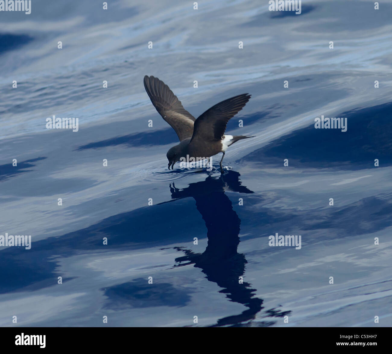 Maderian storm petrel also called band rumped storm petrel Oceanodroma ...