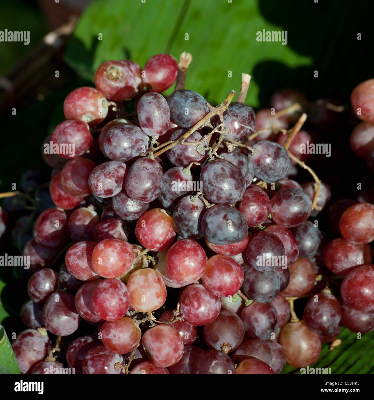 Chiang mai red square hi-res stock photography and images - Alamy