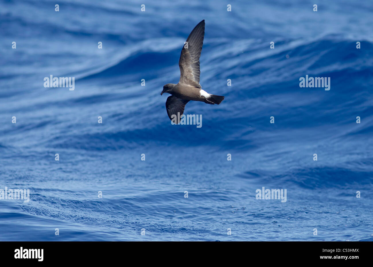 Maderian storm petrel also called band rumped storm petrel Oceanodroma ...