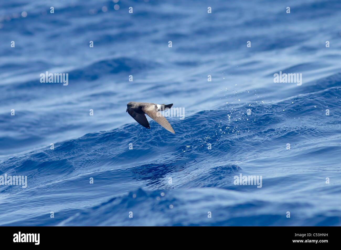 Maderian storm petrel also called band rumped storm petrel Oceanodroma ...