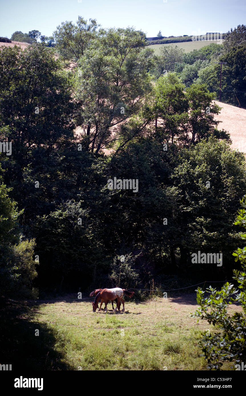 Paddock and Horses,Bay, horse, field, nature, rural, peace, grazing ...