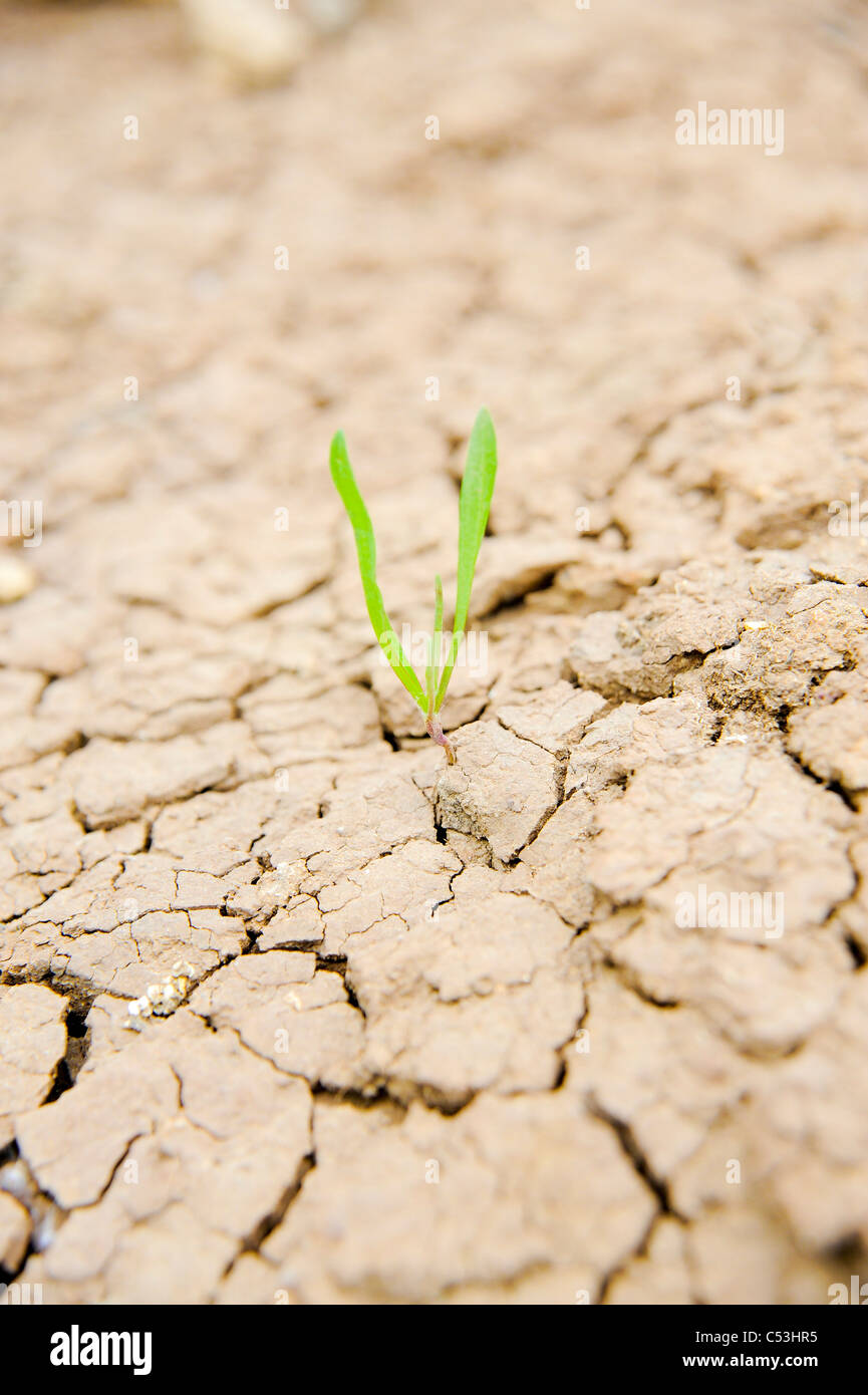 Parched Ground High Resolution Stock Photography and Images - Alamy