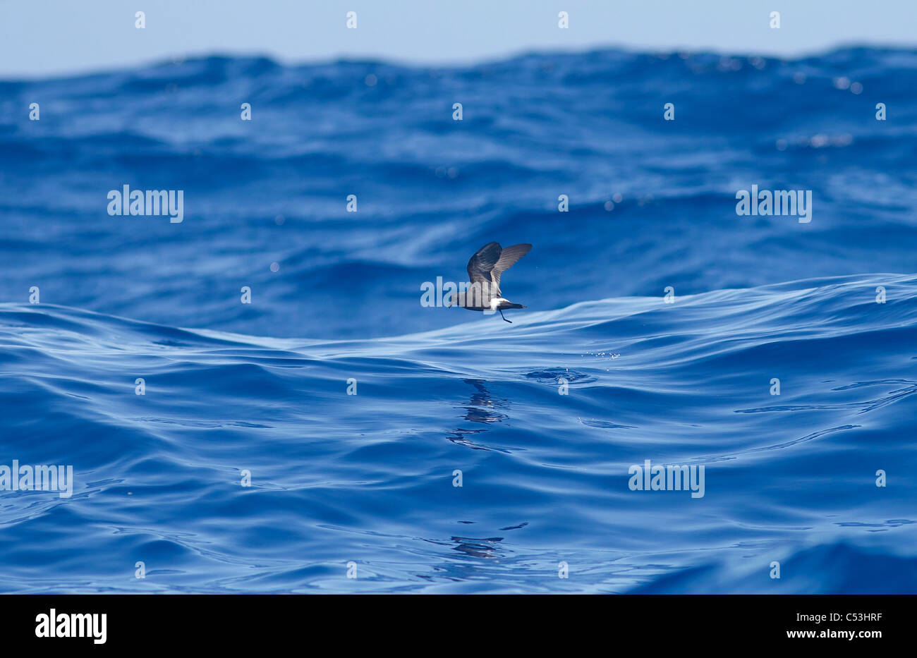 Maderian storm petrel also called band rumped storm petrel Oceanodroma ...
