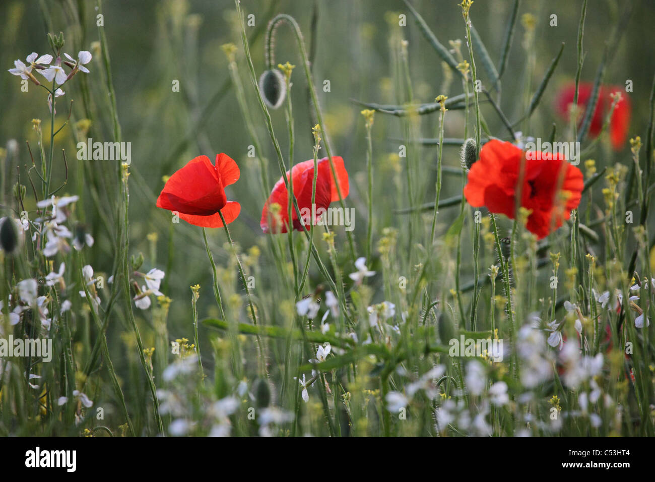 wild poppies seen in arable field Stock Photo - Alamy