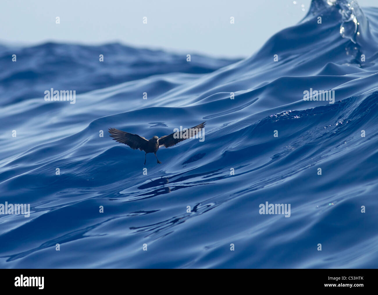 Maderian storm petrel also called band rumped storm petrel Oceanodroma ...