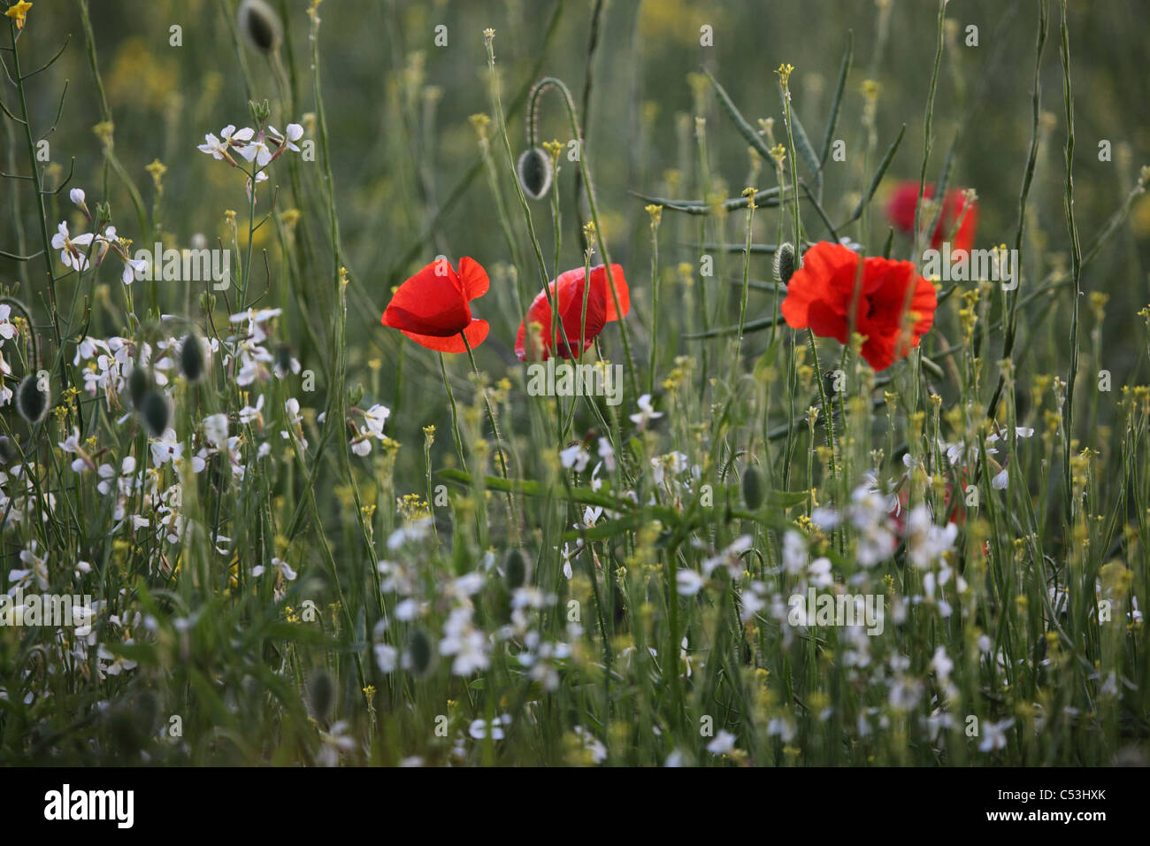 Poppies and wild flowers hi-res stock photography and images - Alamy