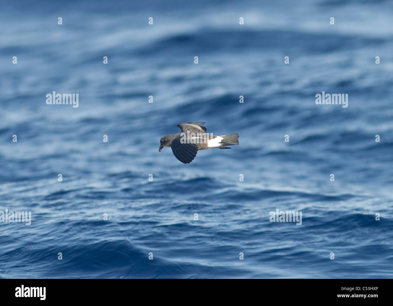 Maderian storm petrel also called band rumped storm petrel Oceanodroma ...