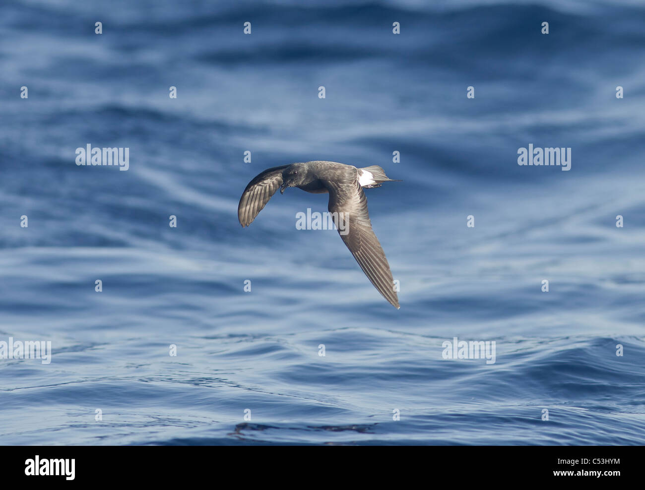 Maderian storm petrel also called band rumped storm petrel Oceanodroma ...