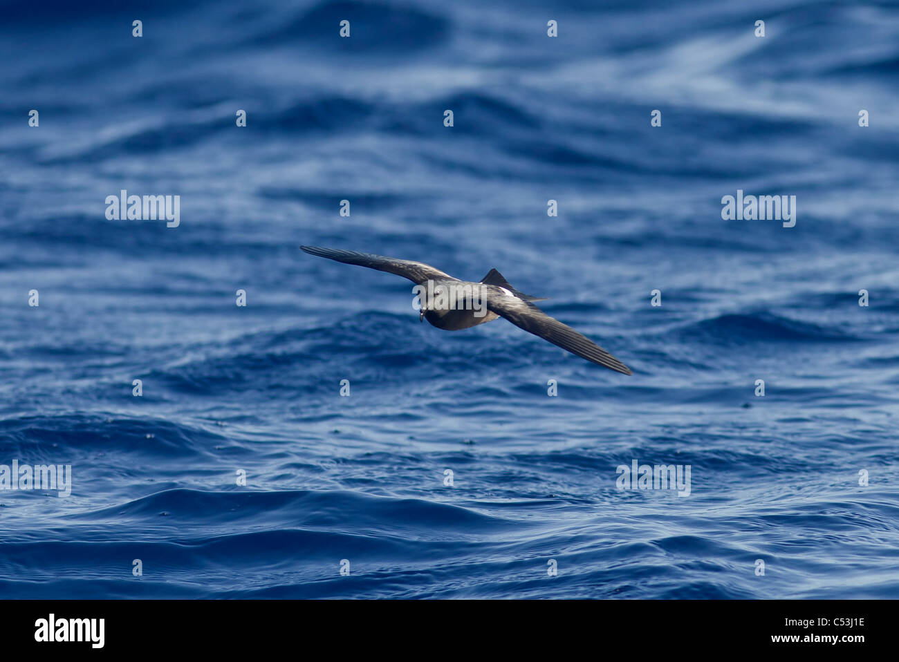Maderian storm petrel also called band rumped storm petrel Oceanodroma ...