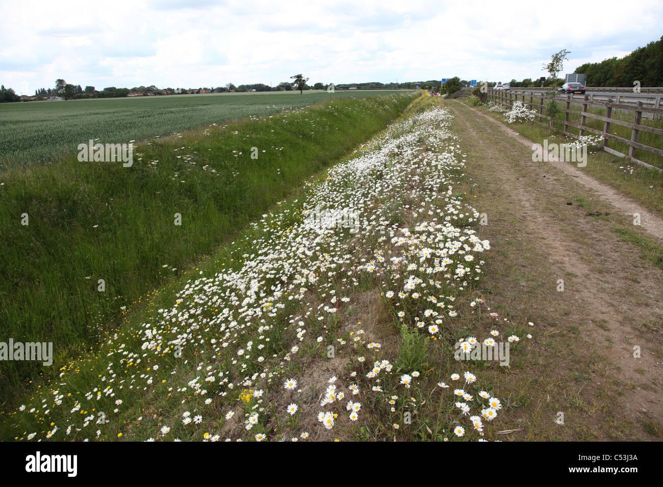 motorway verge wild flowers Stock Photo - Alamy