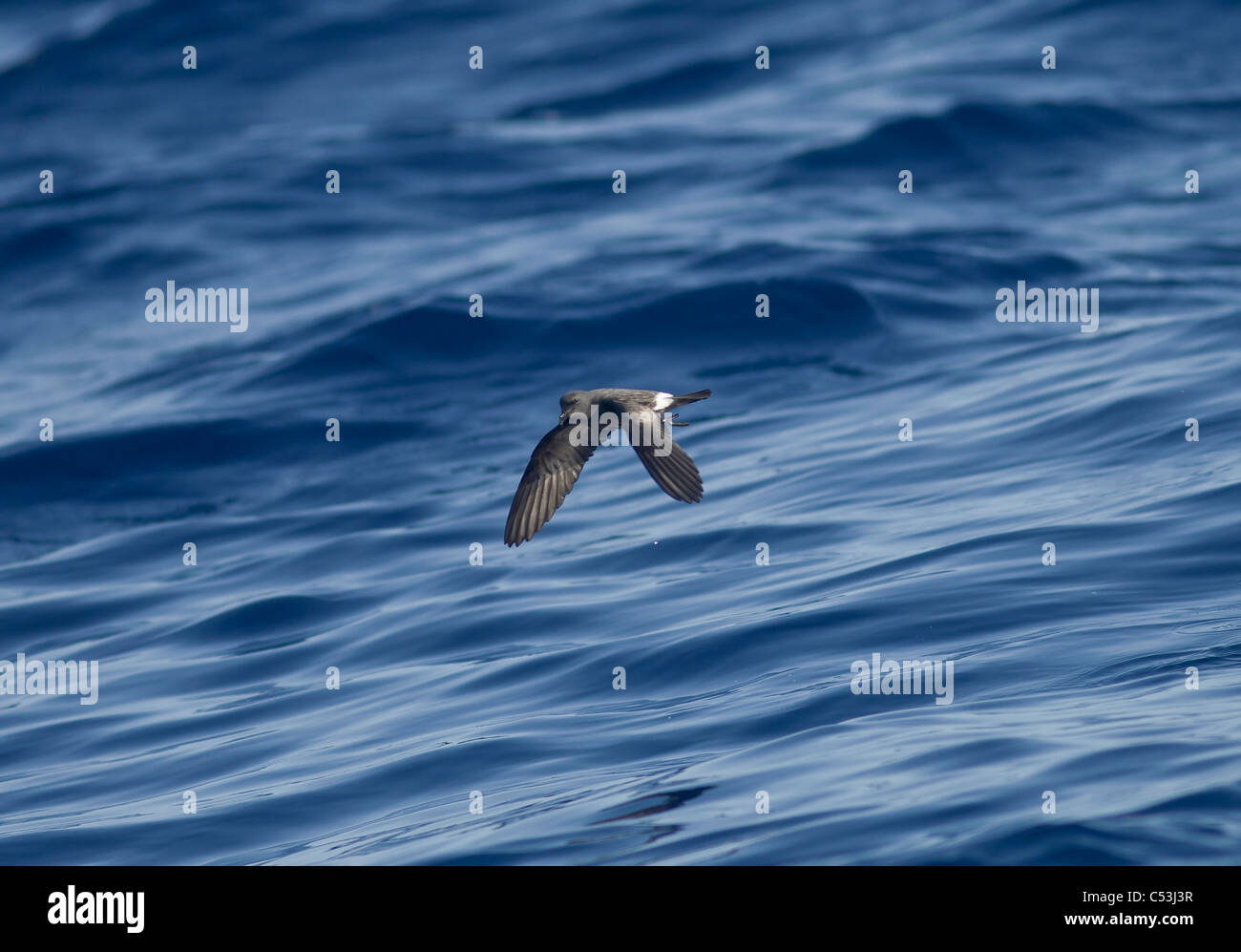 Maderian storm petrel also called band rumped storm petrel Oceanodroma ...