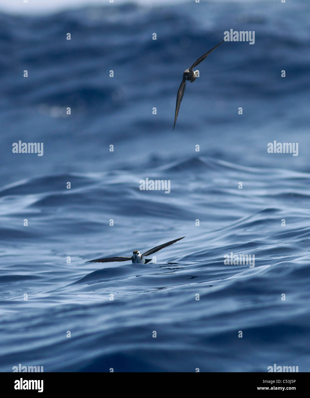 Maderian storm petrel also called band rumped storm petrel Oceanodroma ...