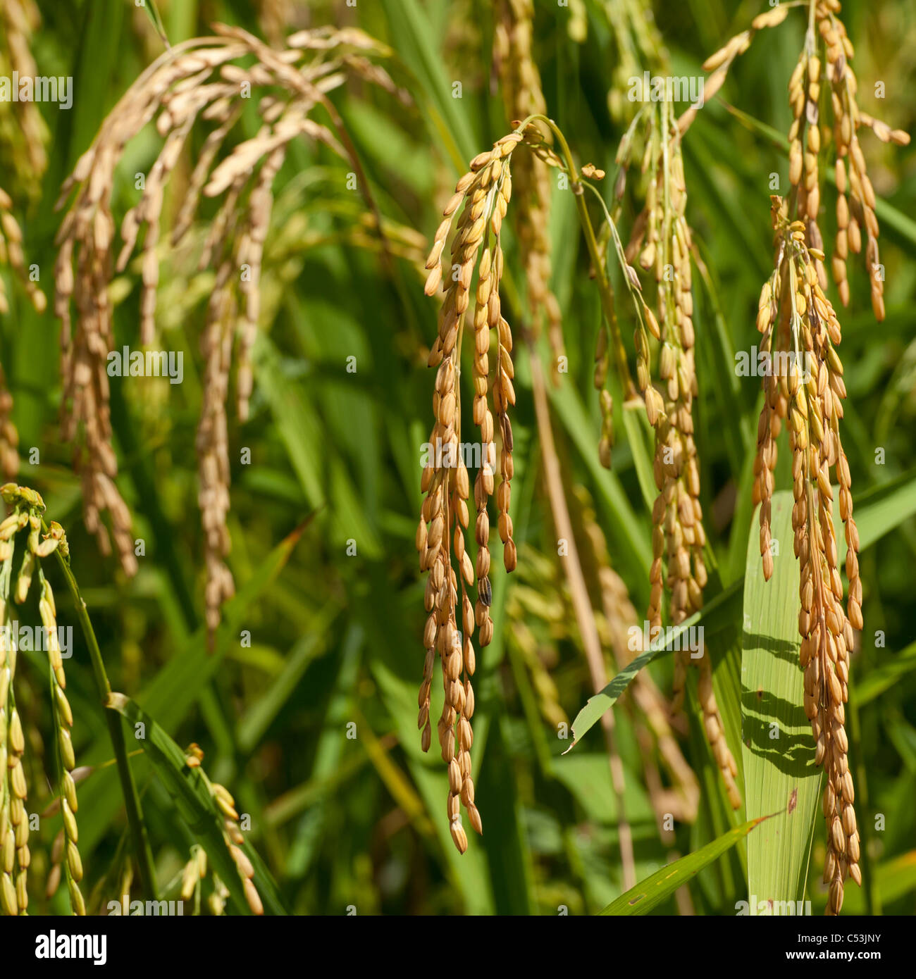 Rice crop in a field hi-res stock photography and images - Alamy