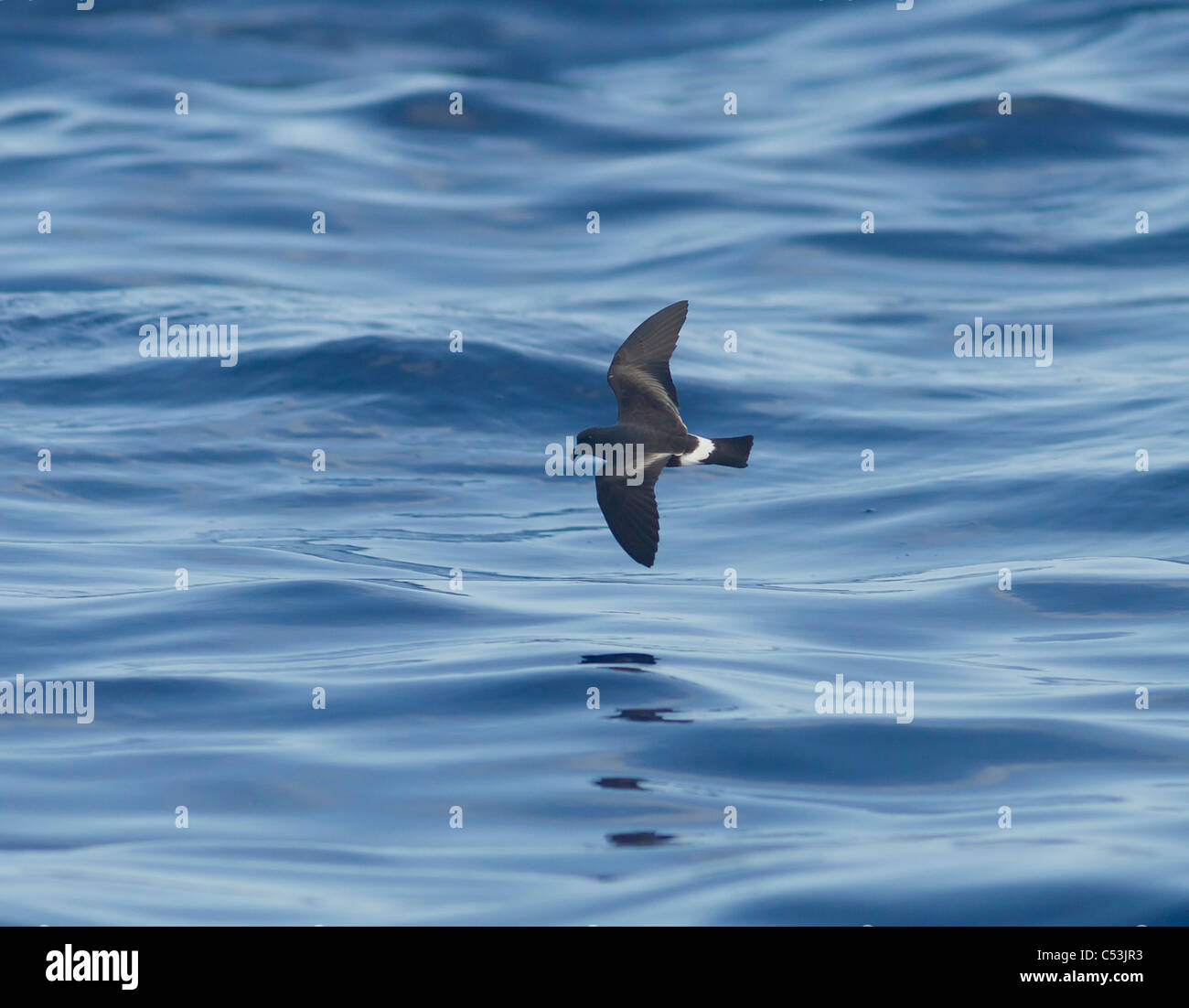 Maderian storm petrel also called band rumped storm petrel Oceanodroma ...