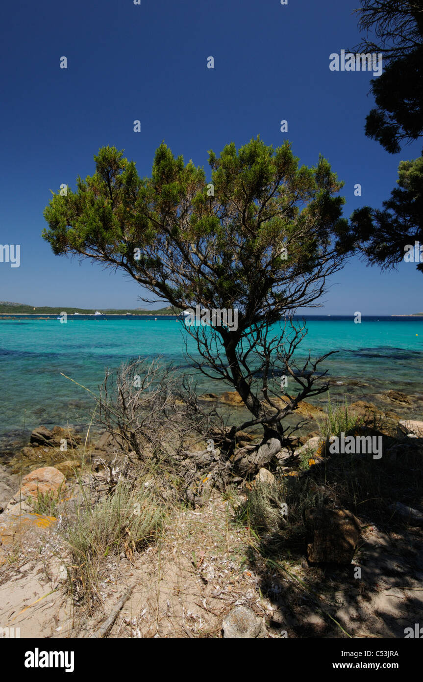 Juniper tree near Rena Bianca beach, Costa Smeralda, Emerald coast ...