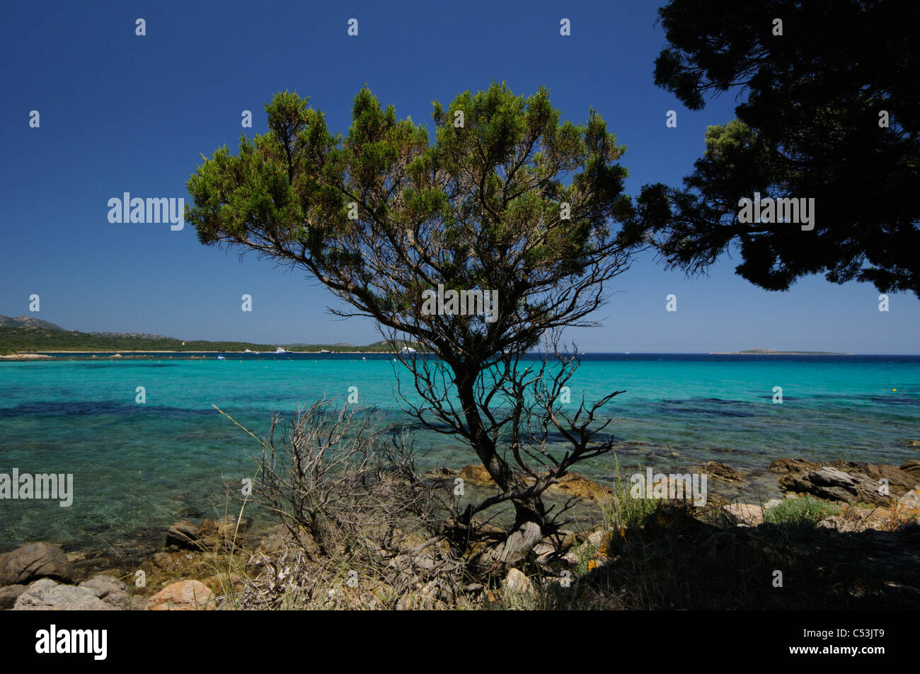 Juniper tree near Rena Bianca beach, Costa Smeralda, Emerald coast ...