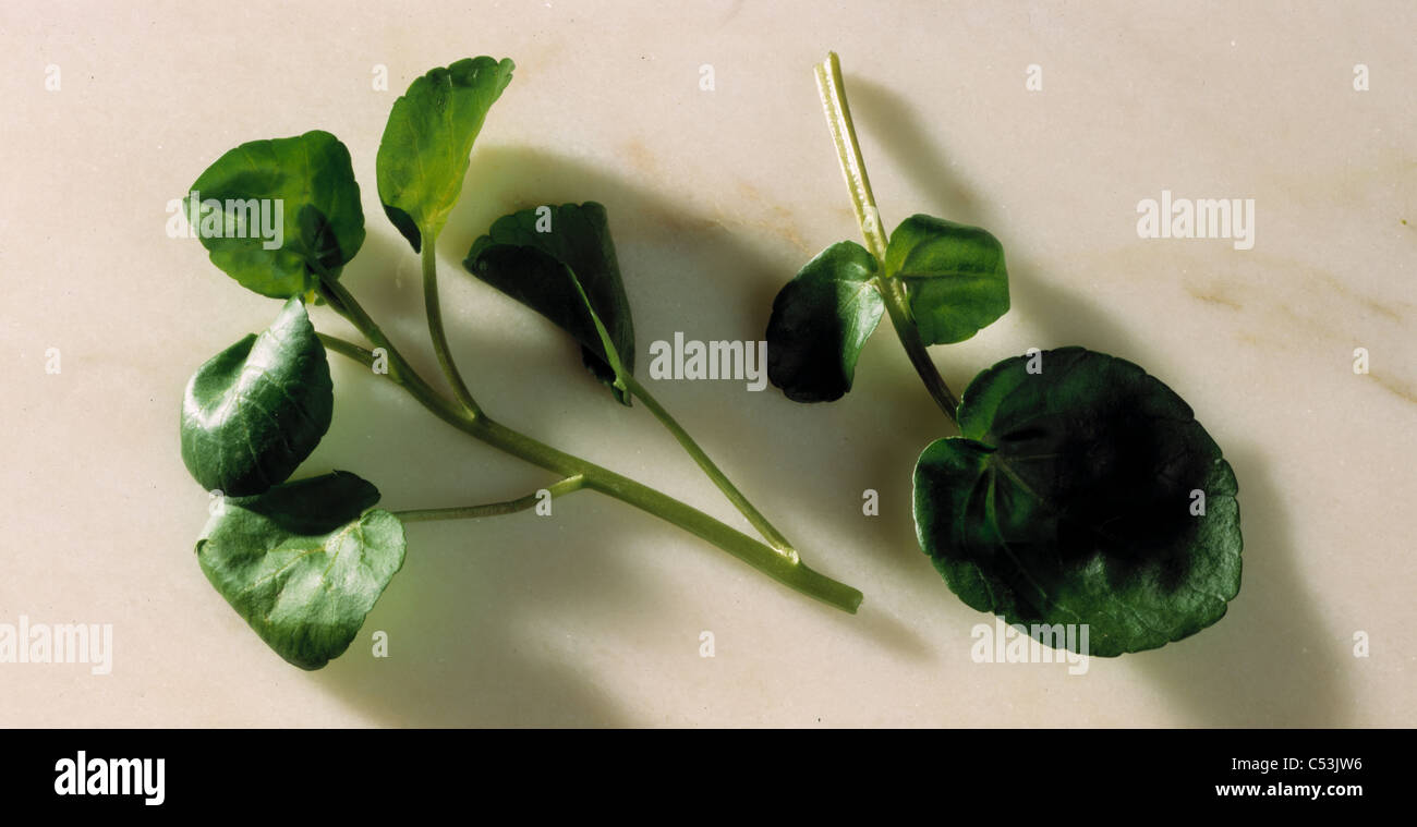 Cut out: Watercress Stock Photo - Alamy