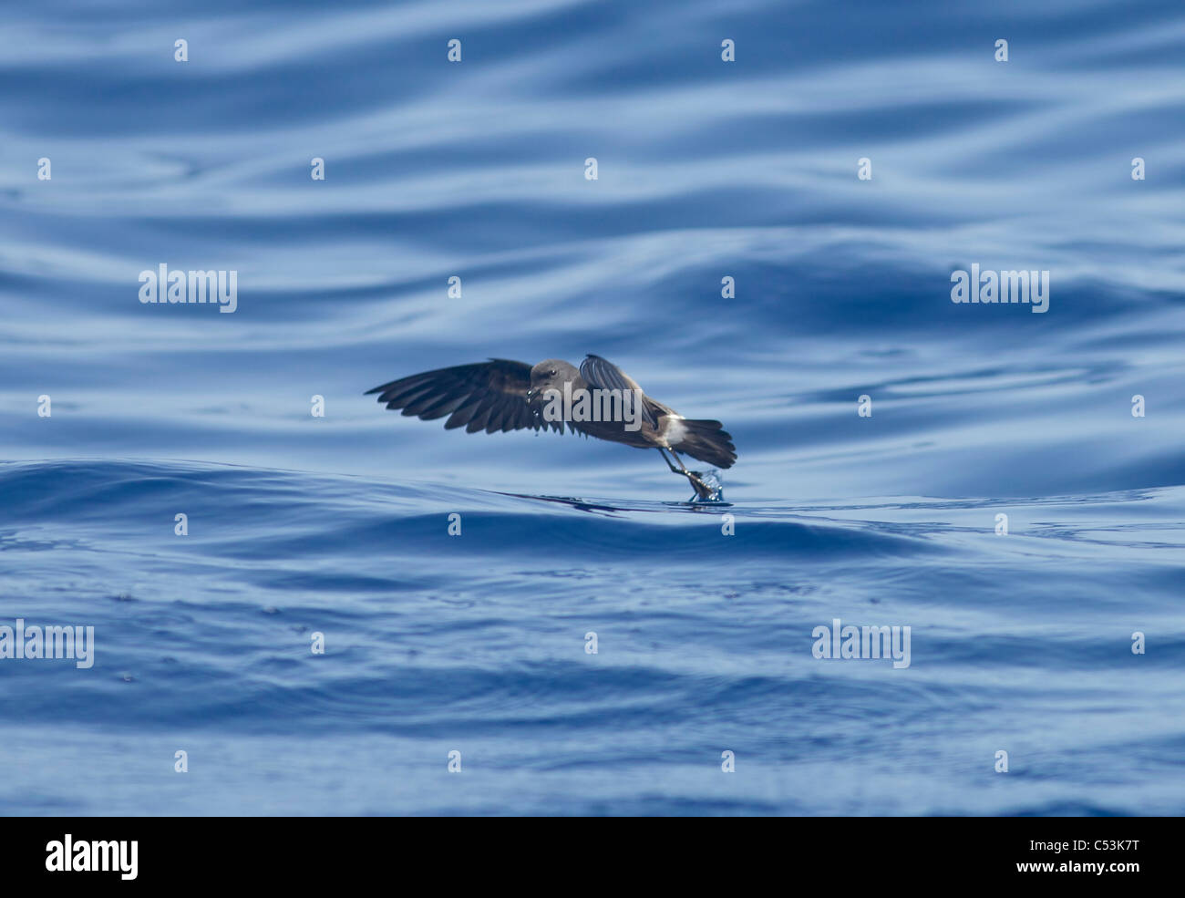 Maderian storm petrel also called band rumped storm petrel Oceanodroma ...