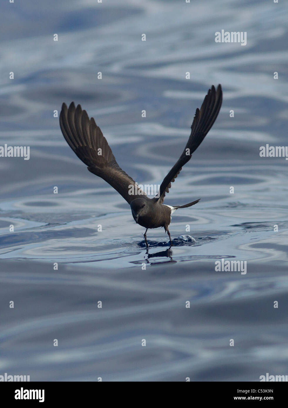 Maderian storm petrel also called band rumped storm petrel Oceanodroma ...