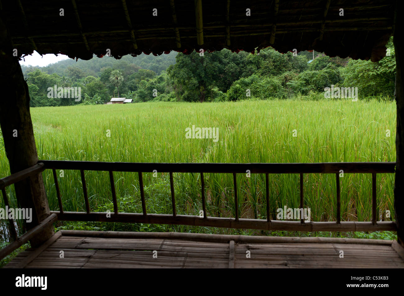 Field viewed from a shade field, Thailand Stock Photo - Alamy