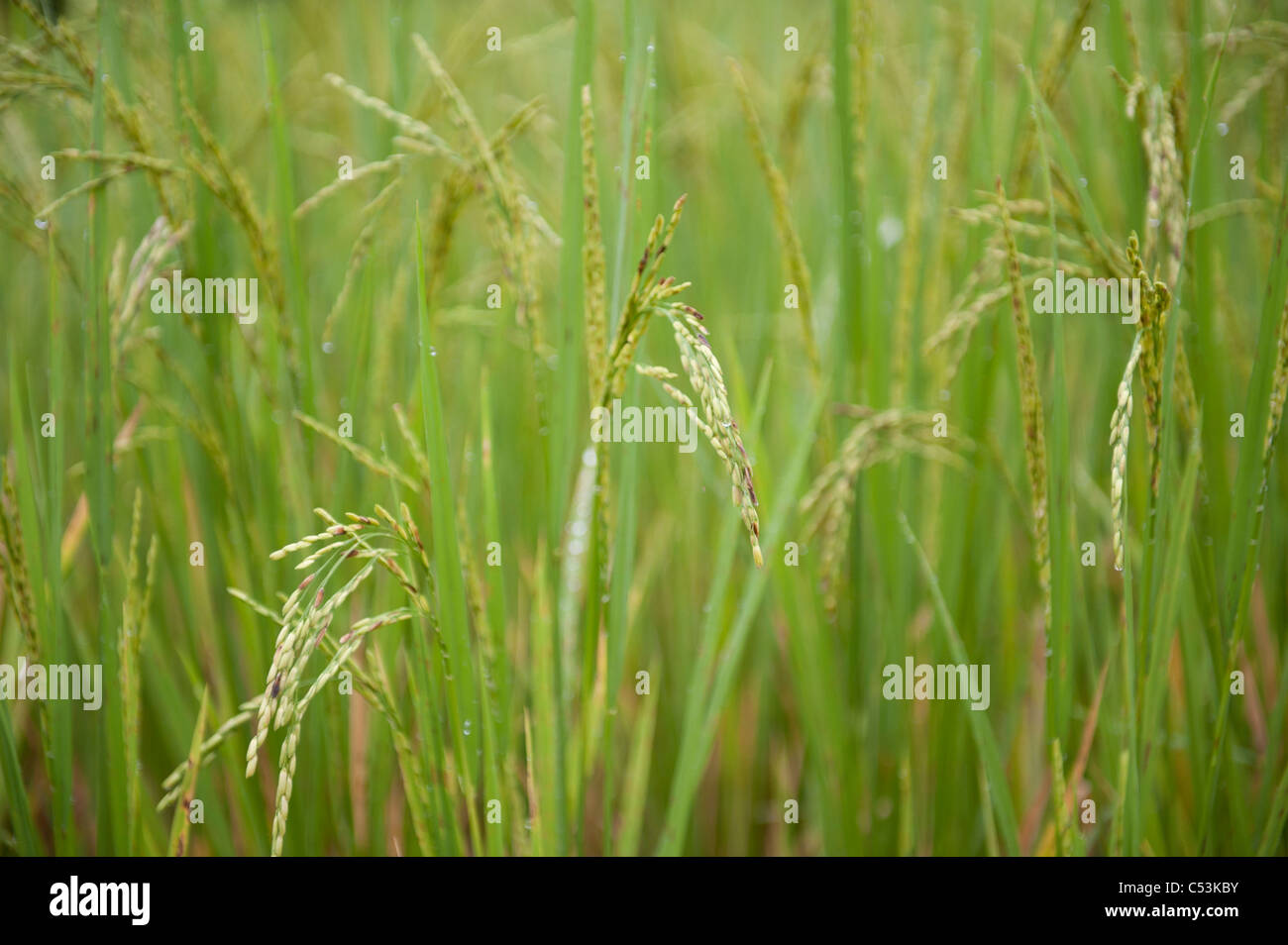 Thailand rice field seed hi-res stock photography and images - Alamy