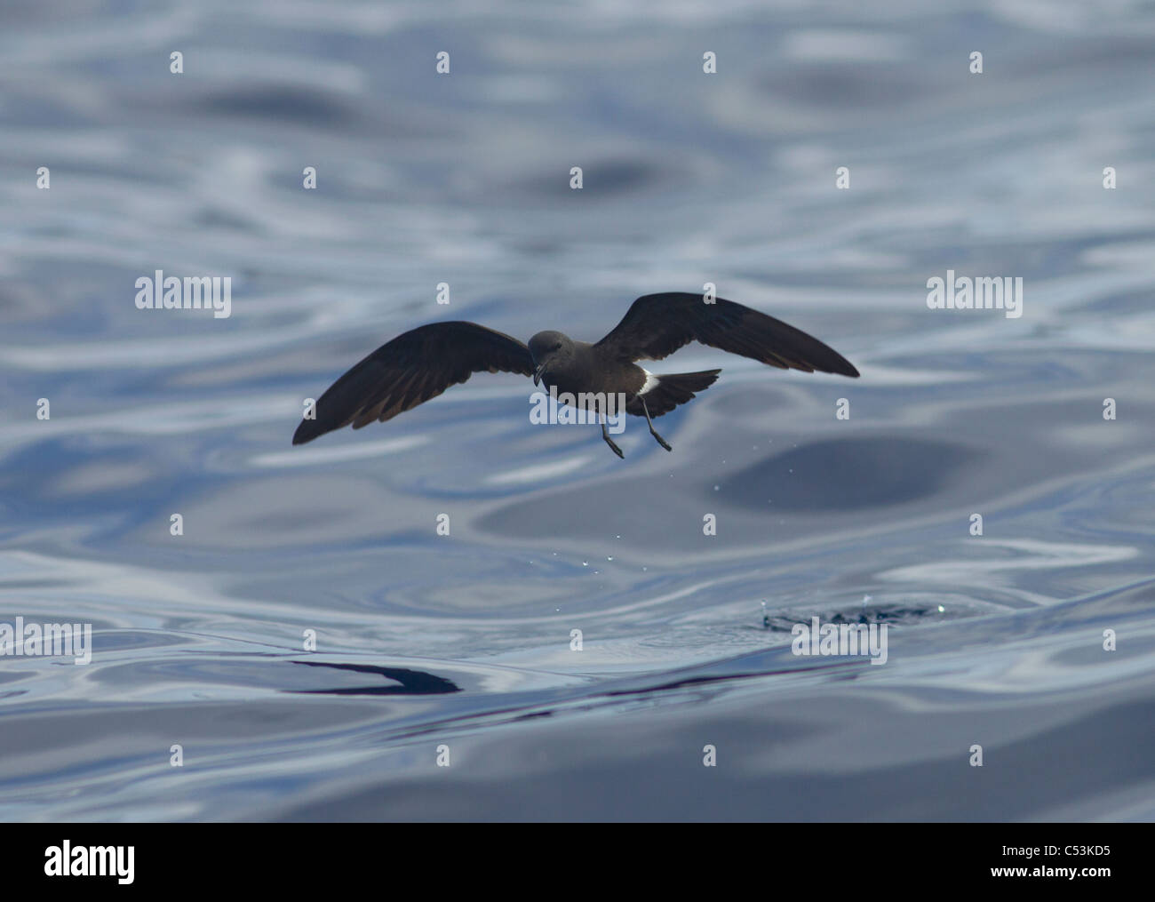 Maderian storm petrel also called band rumped storm petrel Oceanodroma ...