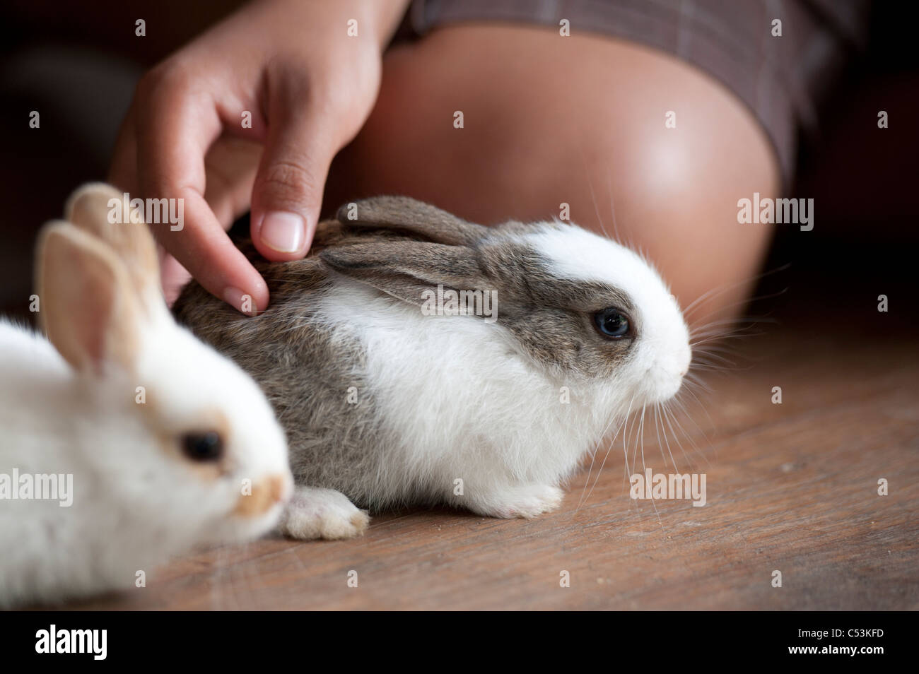 Adult baby rabbits hi-res stock photography and images - Alamy