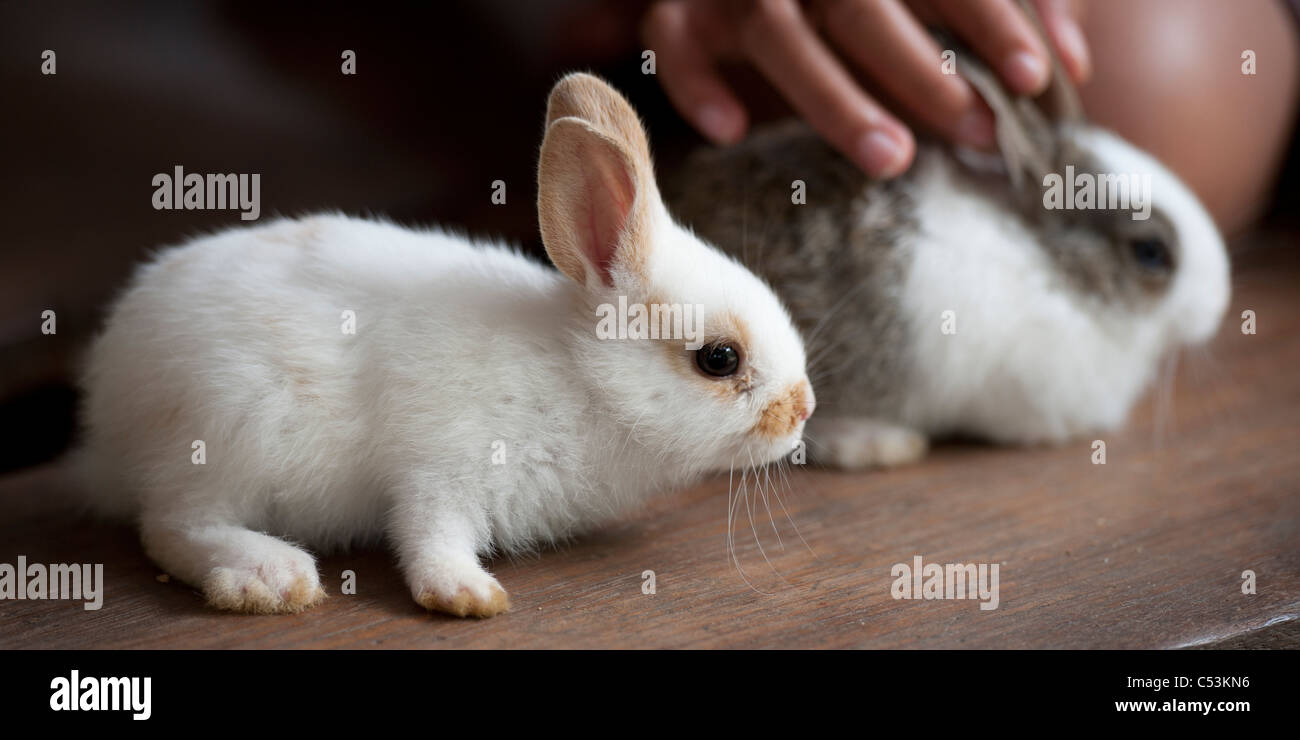White Newborn Rabbits