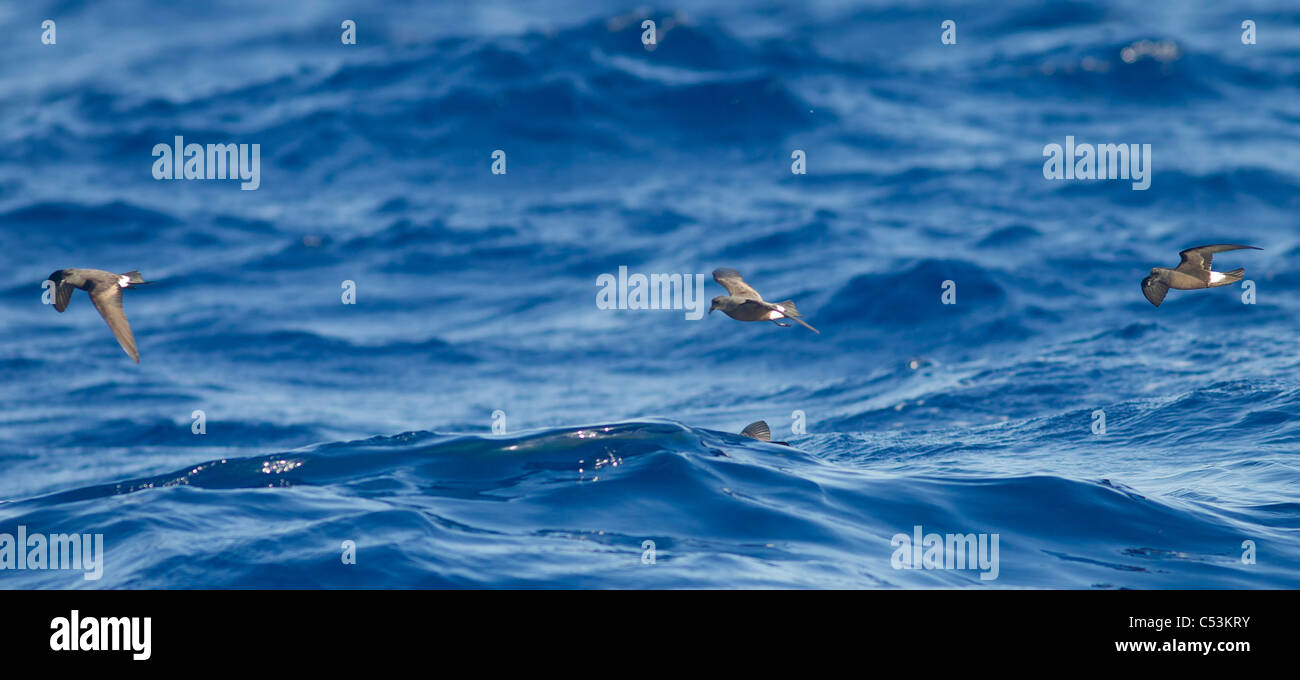 Maderian storm petrel also called band rumped storm petrel Oceanodroma ...