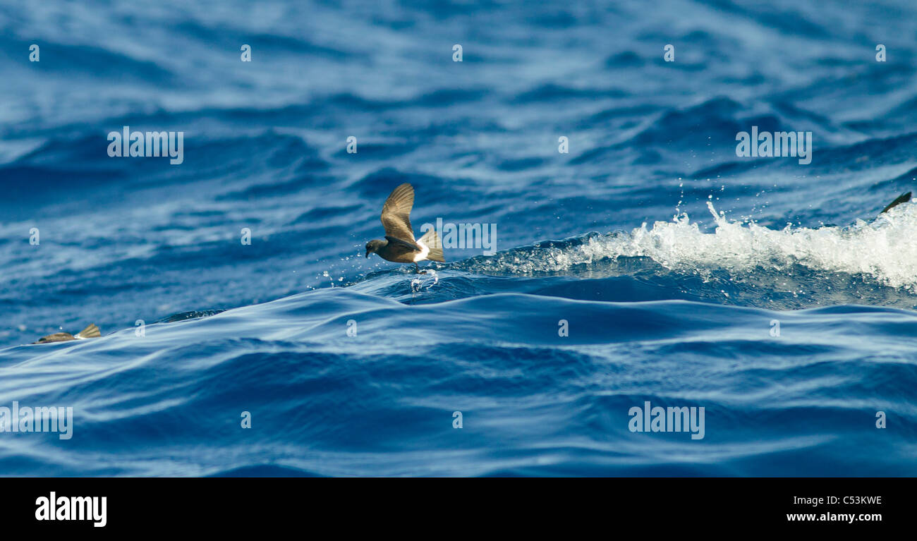 Maderian storm petrel also called band rumped storm petrel Oceanodroma ...
