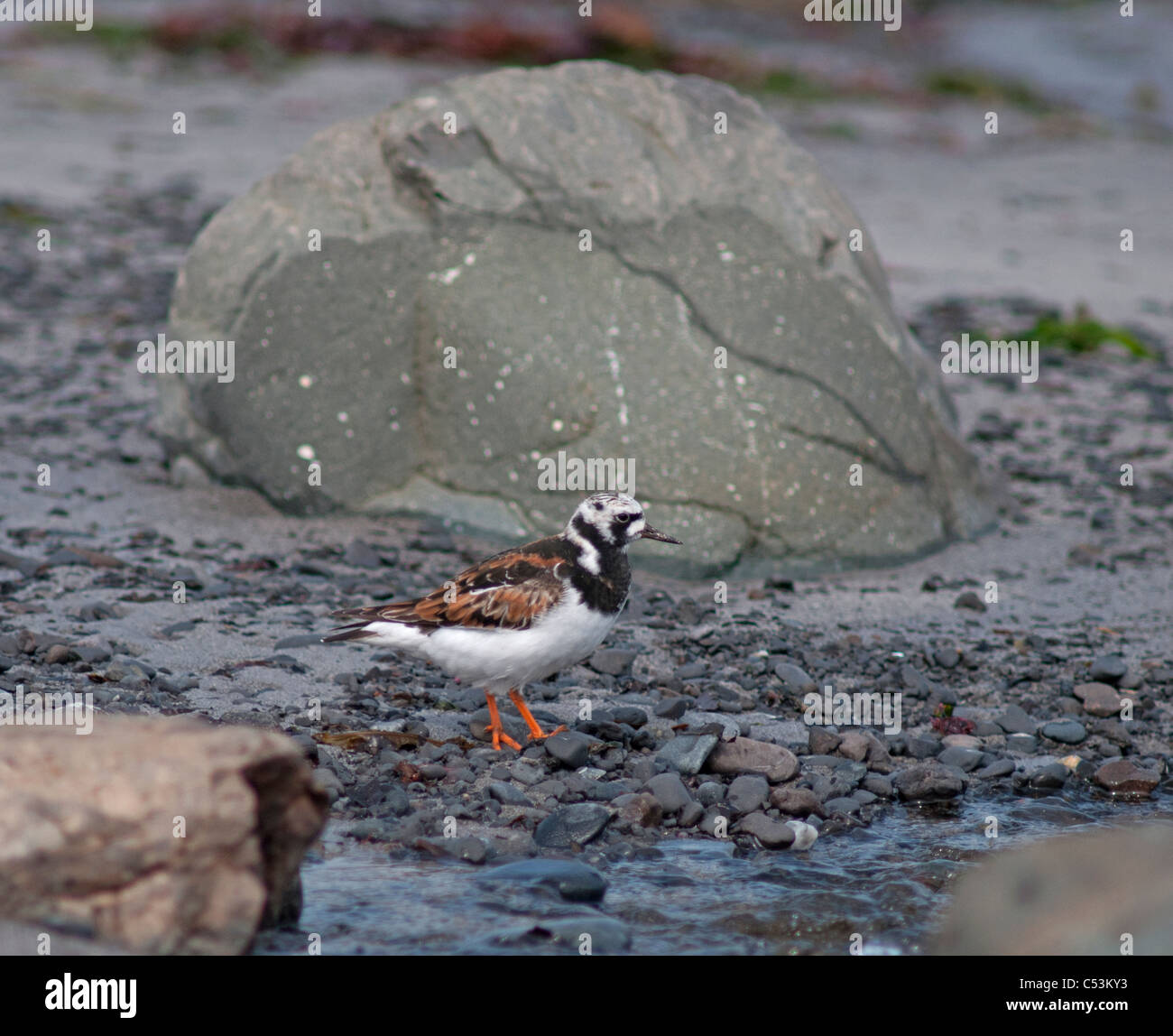 Turntone hi-res stock photography and images - Alamy