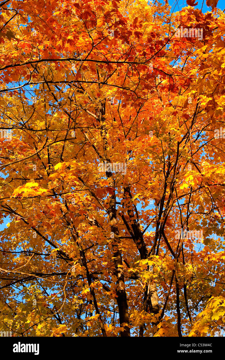 Silver maple leaves in fall hi-res stock photography and images - Alamy