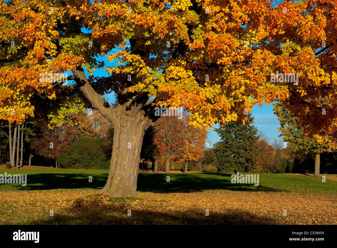 An old maple stands over a mass of fallen leaves in early autumn Stock ...