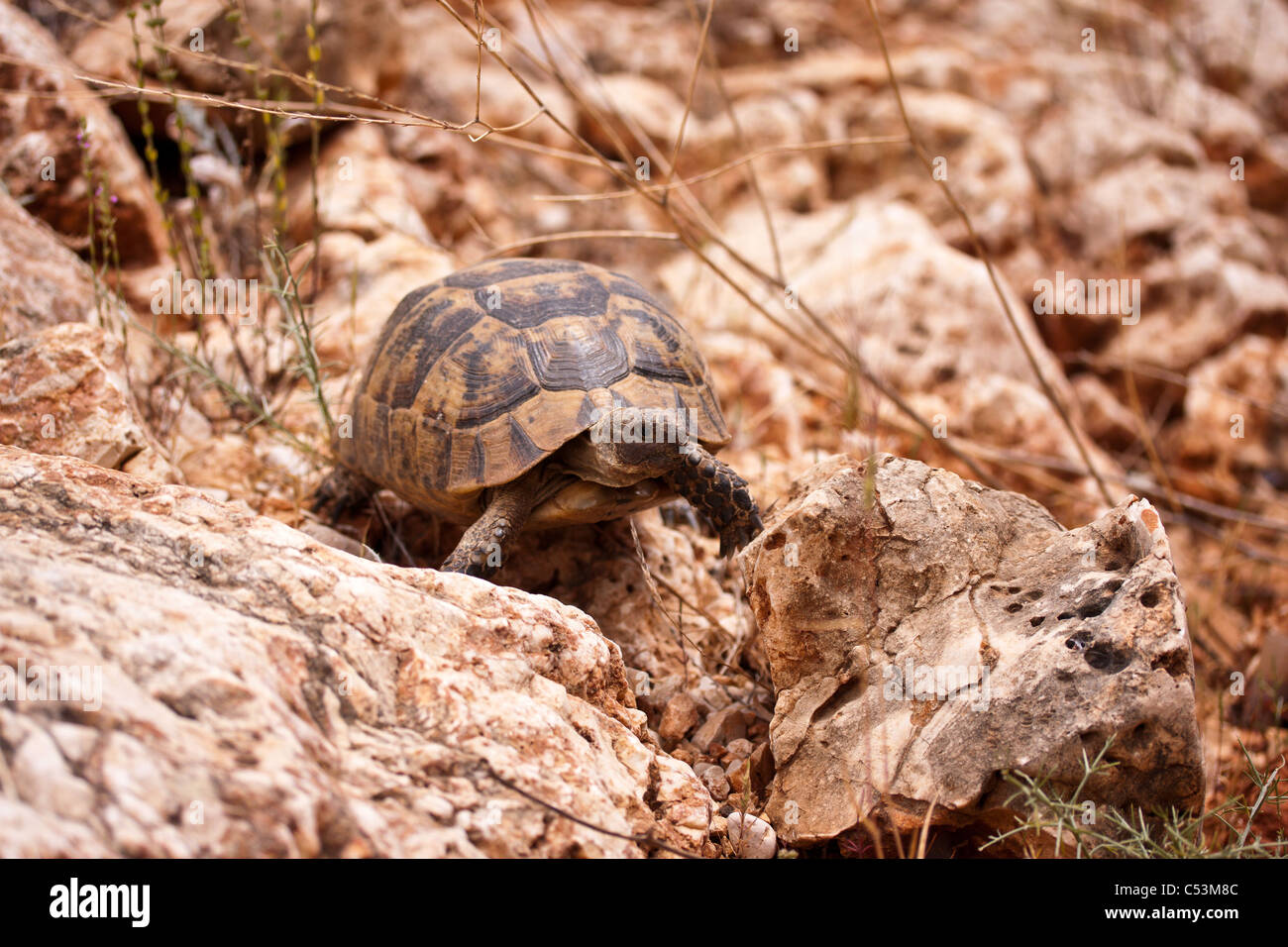 Land turtle hi-res stock photography and images - Alamy
