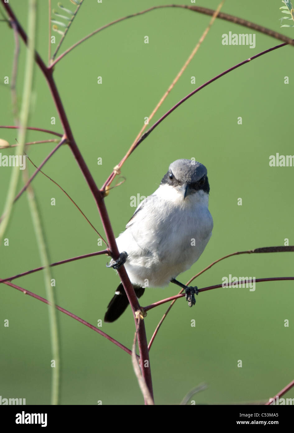 Loggerhead Shrike bird Stock Photo - Alamy