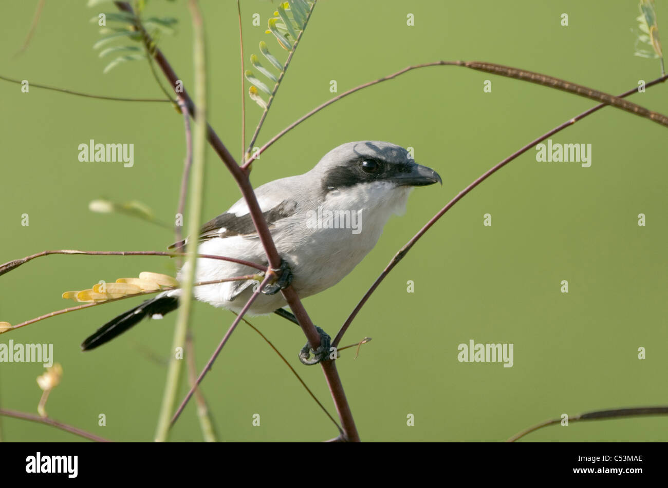 Loggerhead Shrike bird Stock Photo - Alamy