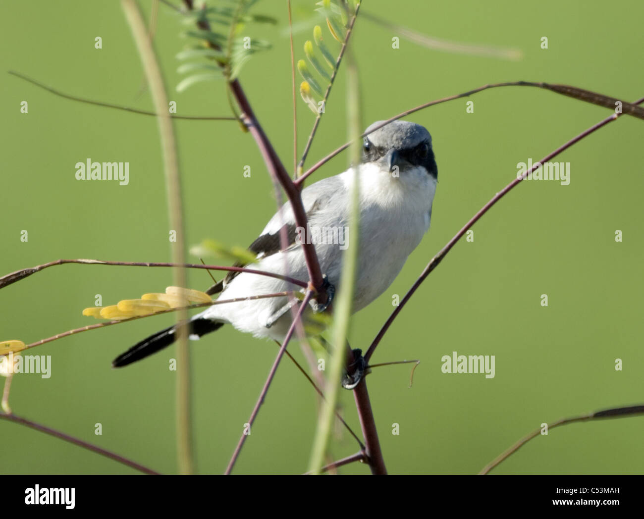 Loggerhead Shrike bird Stock Photo - Alamy