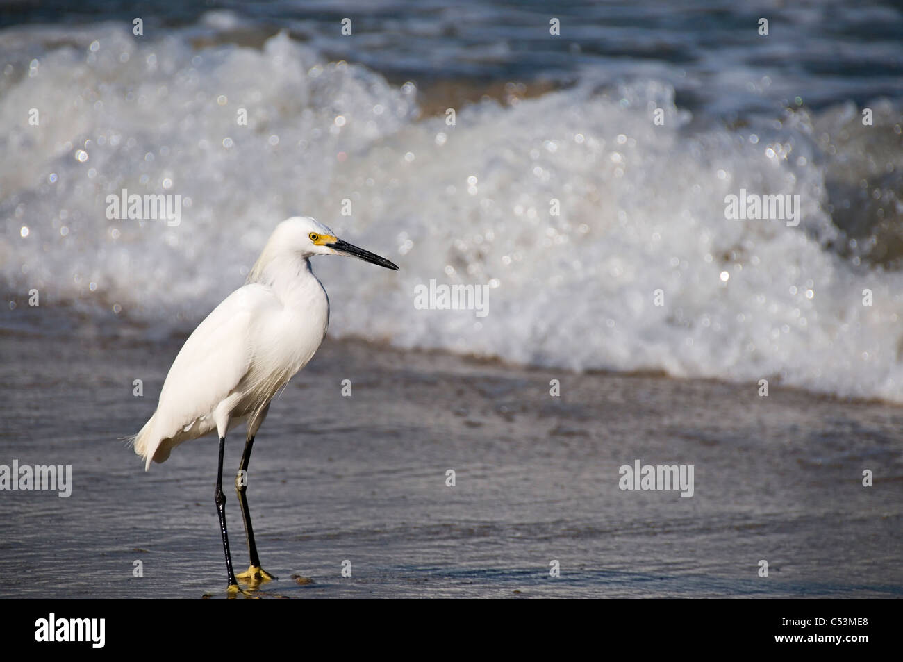 A snowy egret stands in the sand at the water's edge on the beach in ...