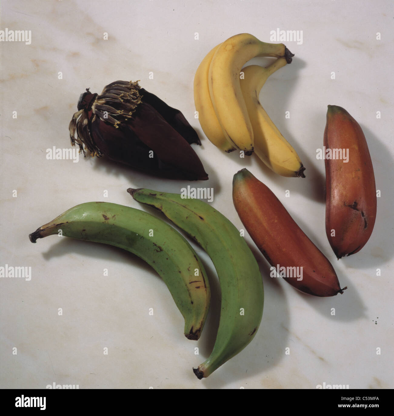 Several banana species hi-res stock photography and images - Alamy
