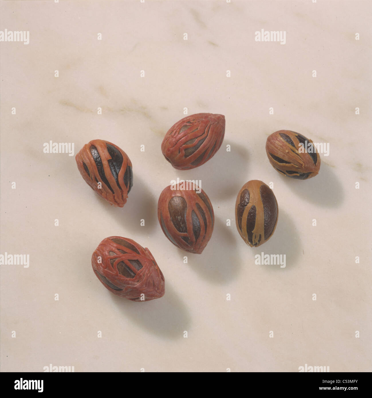 Cut out: Nutmeg mace / Myristica fragrans Stock Photo - Alamy