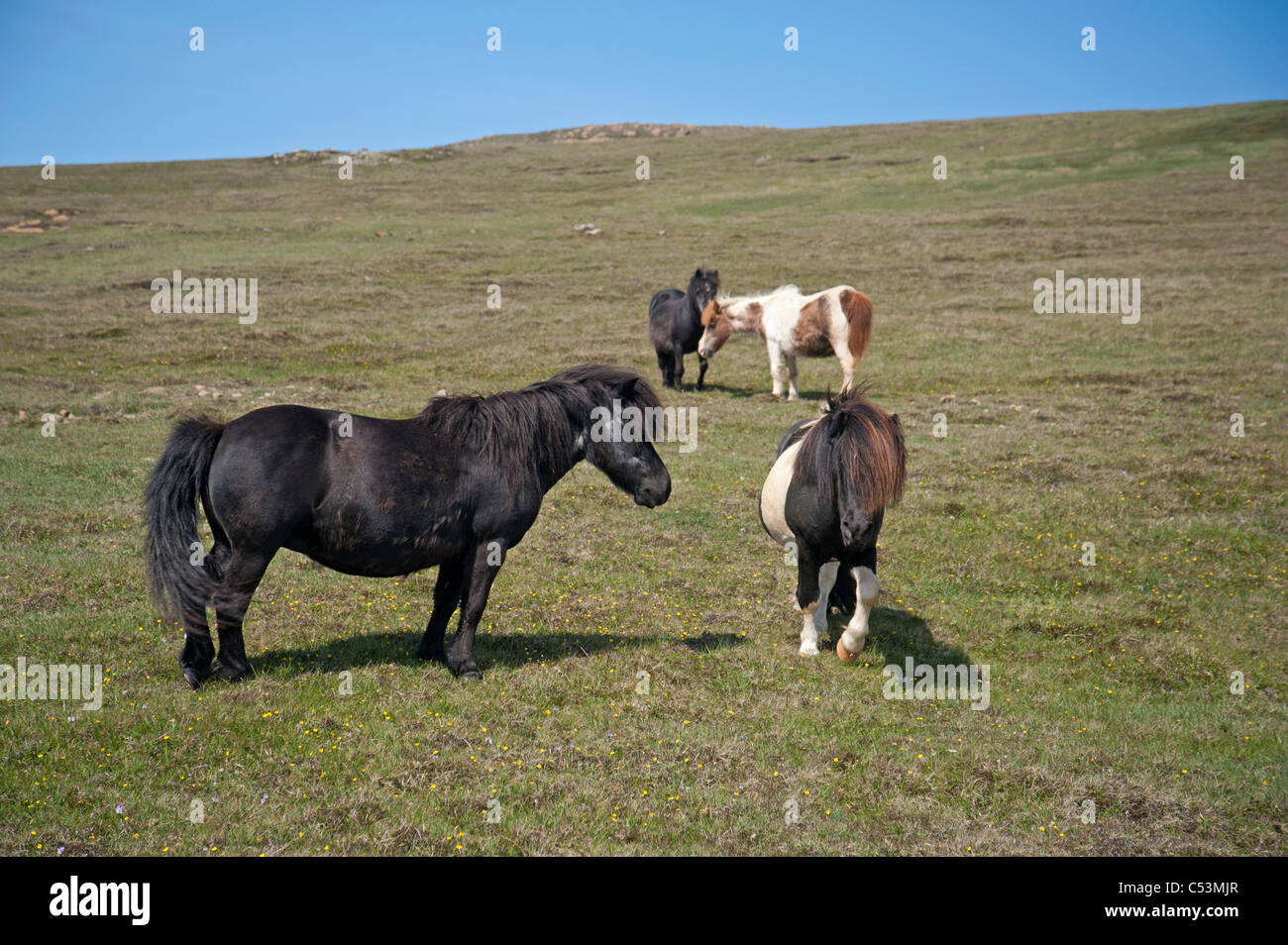 Shetland ponies grazing on upland pastures, Baltasound, Unst, Shetland ...