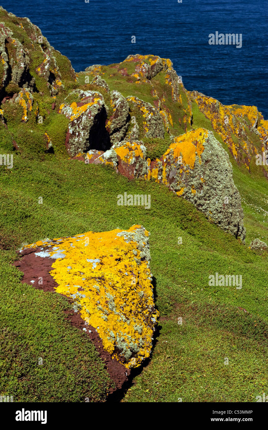 yellow lichen growth on rocks, green moss, deep blue sea on Skokholm ...