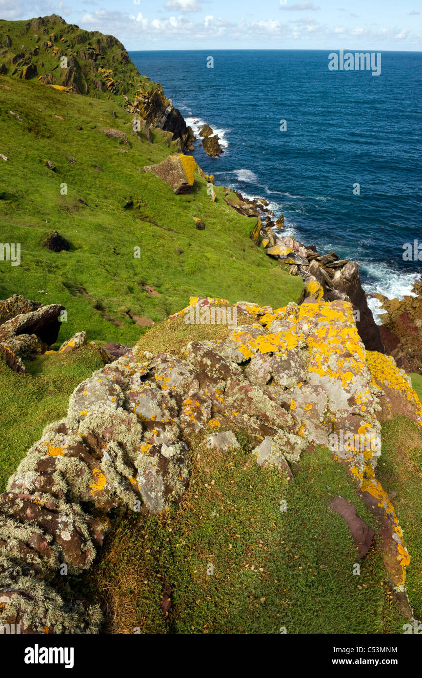 yellow lichen growth on rocks, deep blue sea on Skokholm island ...