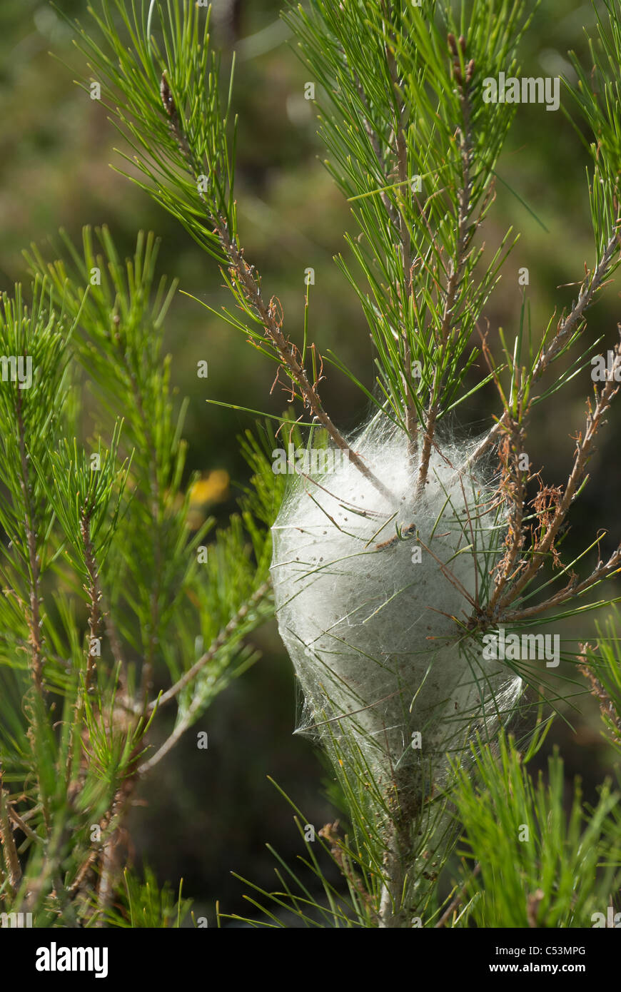 Processionary larvae, a major pine tree pest, building their nest Stock ...