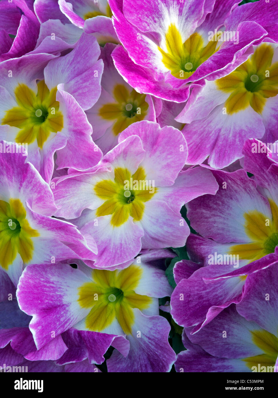 Close up of purple and yellow Primrose Stock Photo - Alamy