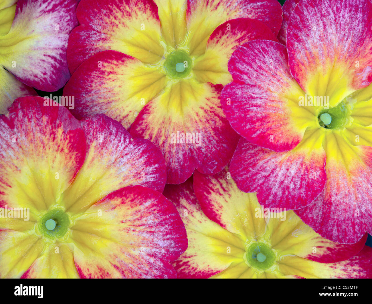Yellow primrose hi-res stock photography and images - Alamy