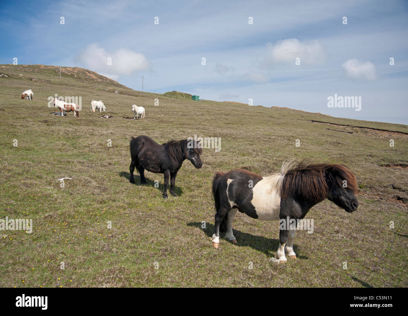 Shetland ponies grazing on upland pastures, Baltasound, Unst, Shetland ...