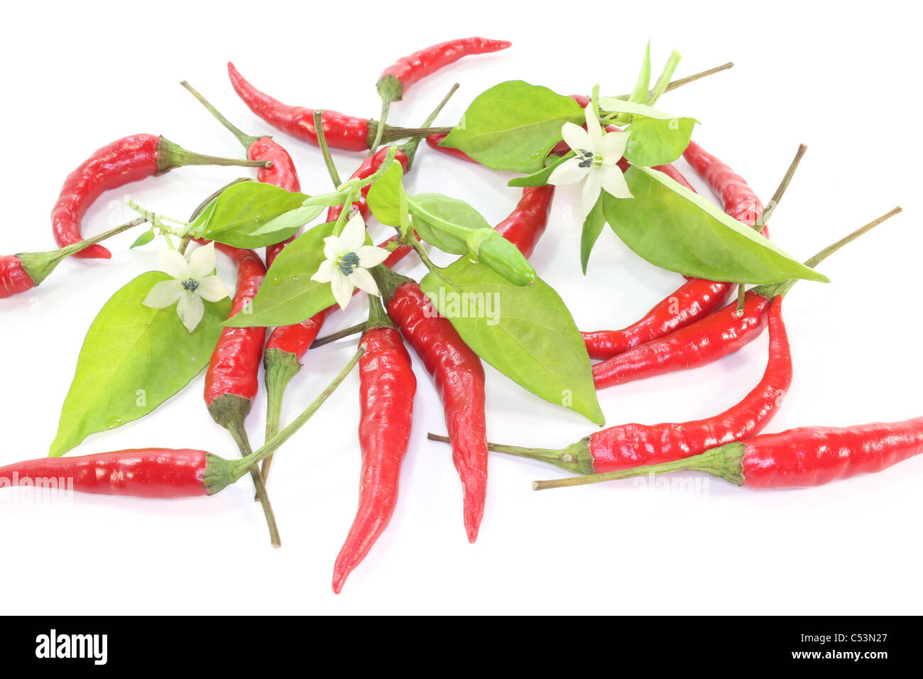 fresh red chili peppers with leaves and flowers on a white background ...