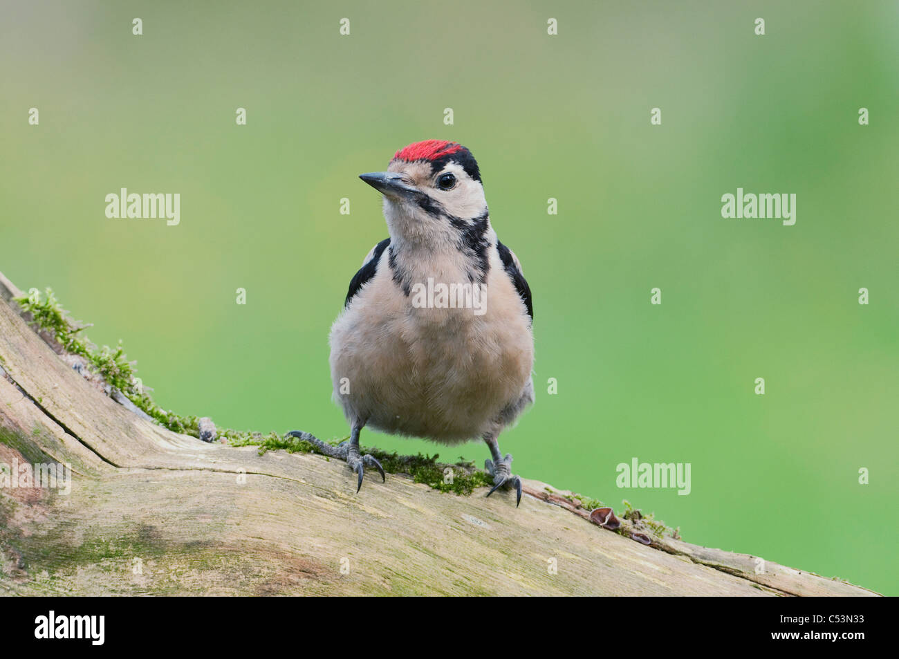 Major young hi-res stock photography and images - Alamy